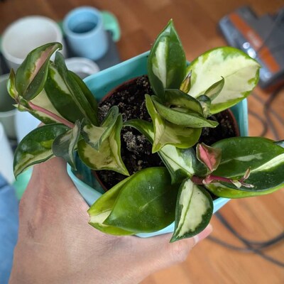 Elliot Planter Speckled Ombré Ceramic Pot in Multiple Sizes - Etsy