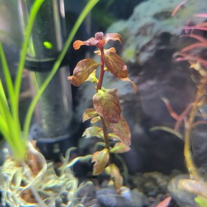 3 Downoi Plants Aka little Star Live Aquarium Plants Free | Etsy