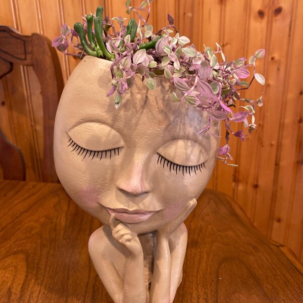 Tradescantia ROOTED Cuttings. “pink Lady” Vibrant - Etsy