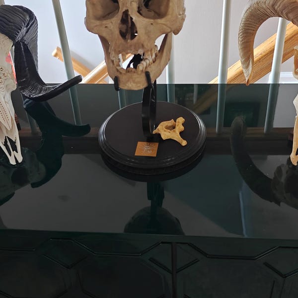 Human Skull Stand Skull Display Decorative Skull Stand Oddities Display ...