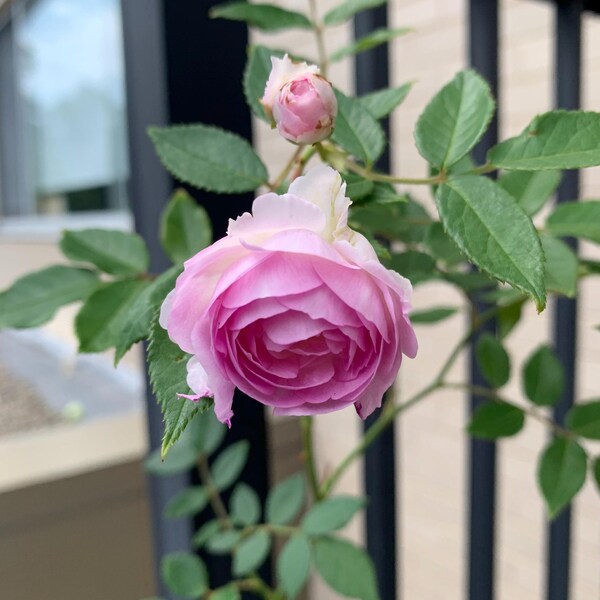 Cream Pink Rose PPV - Etsy