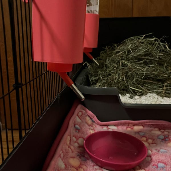 Flower Foraging Wheel, Rat Foraging Wheel, Rat Enrichment Toy, Bird ...