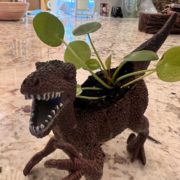 Rare Living Stone Succulents lithops - Etsy