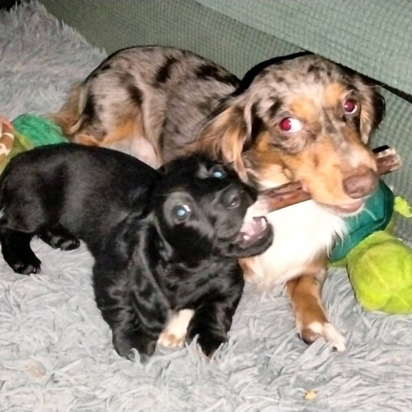 Lof Dog No Pull H-type Harness With Handle, Designed to Fit Dogs Body ...