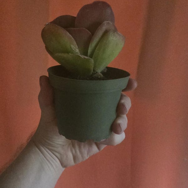 Red Kalanchoe Luciae Flapjack Succulent Plant Indoor Outdoor Garden - Etsy