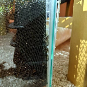 Vented Enclosure 16 Quart Reptile Isopod Terrarium Vivarium Container ...