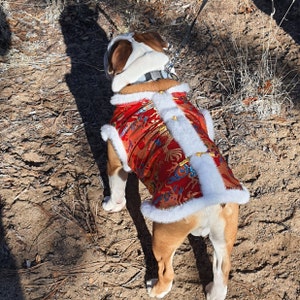 Dog Halloween Costume Inspired From White Rabbit Alice in Wonderland ...