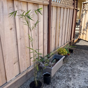 Red Temple Bamboo / Narihira Bamboo Semiarundinaria Fastuosa | Etsy