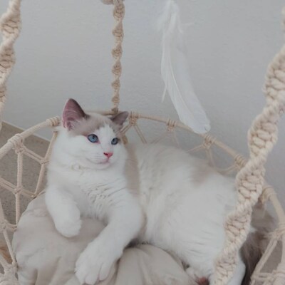 Macrame Hanging Shelf Macrame Kitchen Storage Shelf - Etsy