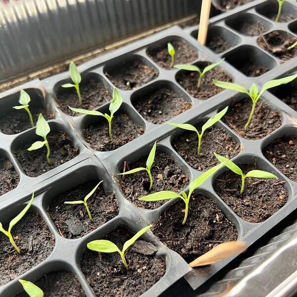 Tulsi holy Basil Temperate ocimum Africanum 300 Seeds - Etsy