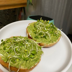 Pepper Poblano Ancho Grande 25 Seeds Easy to Grow | Etsy