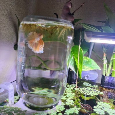 Adjustable Betta Hoop Betta Olympics Training Beginner - Etsy