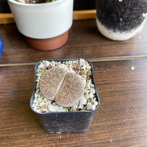 Lithops Rock Succulent Plant One Potted Plant - Etsy