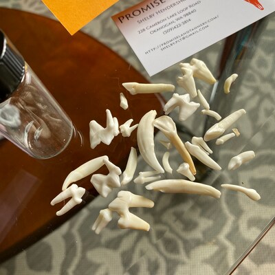 Real Animal Teeth Assorted Species 25 Pieces Stock No. 1-52 - Etsy