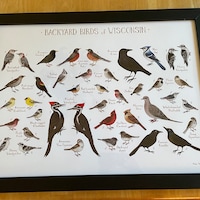 Alberta Backyard Birds Field Guide Art Print / Watercolor Painting ...