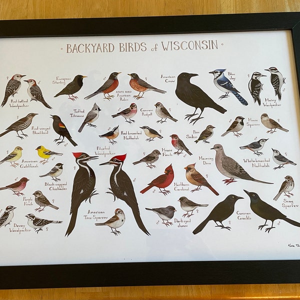 Wisconsin Backyard Birds Field Guide Art Print / Watercolor Painting ...