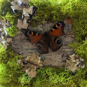 The Amber Phantom Clearwing Butterfly Haetera Piera Mounted - Etsy