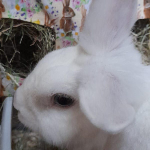 Padded Cotton Blanket Set for Ikea Dolls Bed Bunny Rabbit Blanket Pet ...