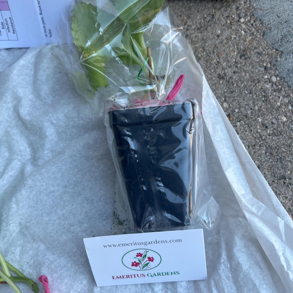 Healthy Chaya Plant Cuttings With Emeritus Gardens Plant Food and Chaya ...
