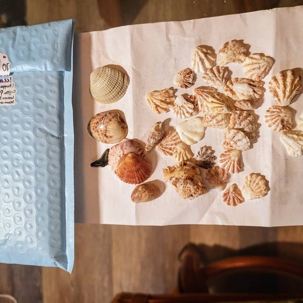 White Seashell Mix, Wedding Decor, Beach Decor, Home Decor, Vase Filler ...