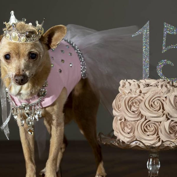 Pet Tiara Crown: Silver Pearl Crystal Cat Dog Necklace - Etsy