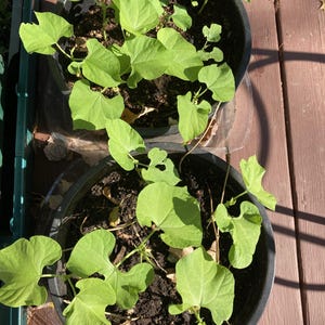 10 Rishi Ridge Gourd Seeds Indian Angled Loofah Luffa Acutangula Non ...