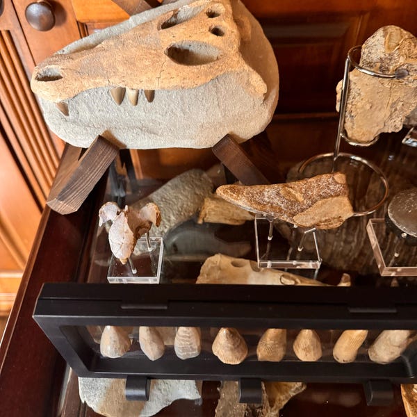 Great Bargain Pair of Small Fossil Toe Bones - Pleistocene 10,000 - 1.8 ...