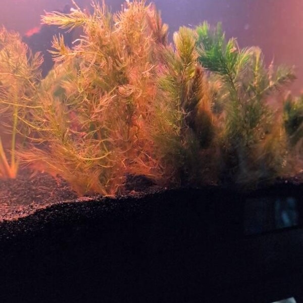 BUY 2 GET 1 FREE Cholla Wood Sticks Cholla Drift Wood Beautiful ...
