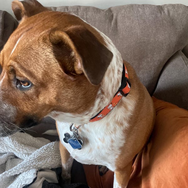 US Coast Guard Dog Collar With Optional Matching Leash ALL SIZES - Etsy