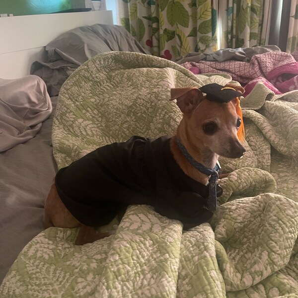 Professor Paws, FD-2108.PupPak-4 Szs: 4XS, 3XS, 2XS, XS, PDF Pet Grad ...