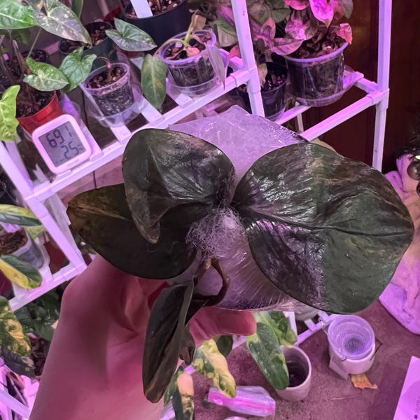 Scindapsus Silver Cloud - Etsy