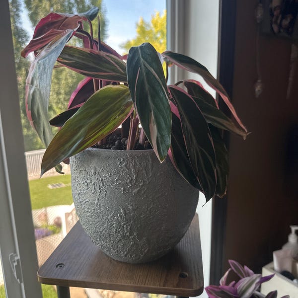 Scindapsus Mayari Variegated in a Nursery Pot | Rare Scindapsus Single ...