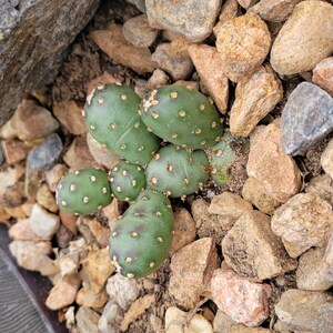 OP027: Opuntia Debreczeyi 'alberta Sunset' spineless Cat's Paw Cactus ...