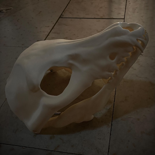 SHARK-DRAGON HEAD Base Fursuit 3D Printed - Etsy