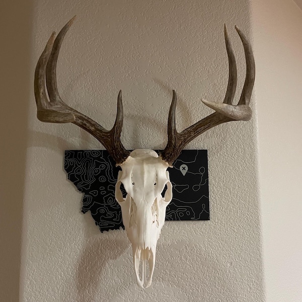Live Edge Wood European Mount Plaques! Hang Your Deer Skull Mounts on ...