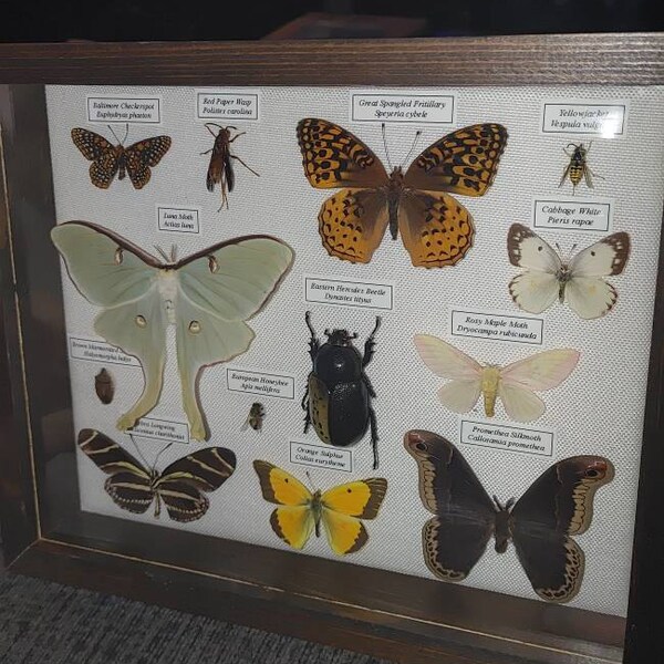Giant Cicada & Empress Cicada Shadow Box Framed Quesada Gigas ...