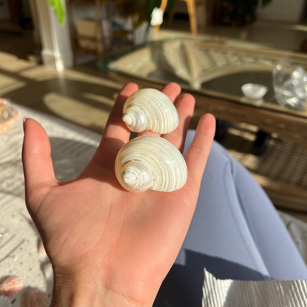 Real Jungle Mud Starfish Orange Brown Amber Color One 1 Pcs 2 to 3 1/2 ...