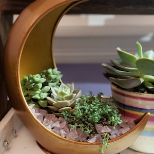 Hanging Moon Planter for Moon Room Decor Great for Succulents, Air ...