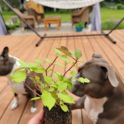 Shotgun Wedding Lenten Rose / Multi-plant Discount / Easy to Grow ...