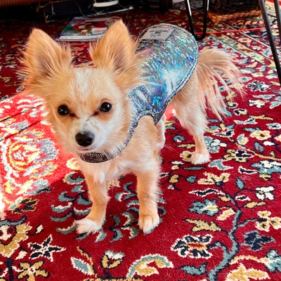 The Hawk Star Pet Protection Vest - Etsy