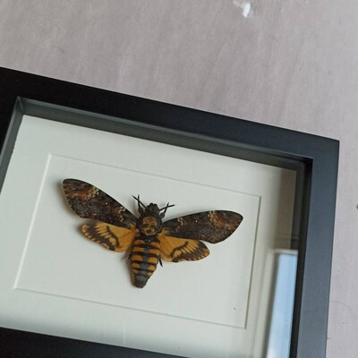 Real Framed Death Head Hawk Moth, Acherontia Atropos Shadow Box Frame ...