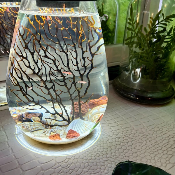 Large Shrimp Ecosphere - Closed Aquatic Ecosystem (glass, Natural ...
