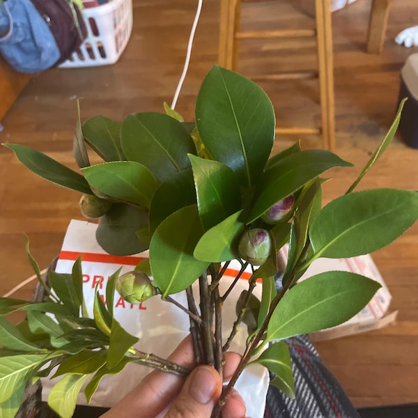 Starter Houseplant Cutting Bundle - Satin Pothos, Pearl and Jade Pothos ...