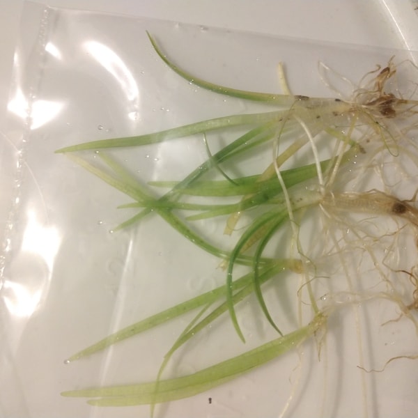 15x Dwarf Sagittaria Subulata Dwarf Sag Live Aquarium Plants Aquatic ...
