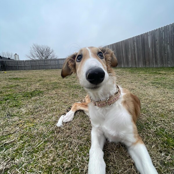 UGLY Bells for Pet Collar Chipped Jingle Bell for Cat Collar Character ...