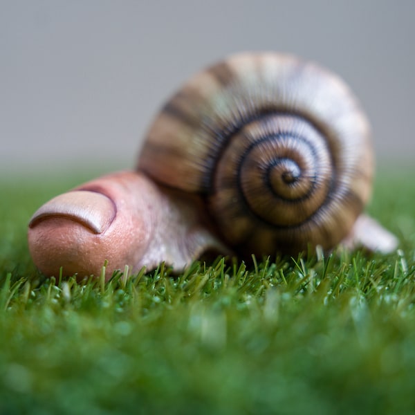 Toesnail Creature Sculpture, Funny Oddity and Weird Decor - Etsy