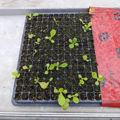 Japanese Radiata White Egret Orchid Flower 50pcs Seeds...5422 - Etsy