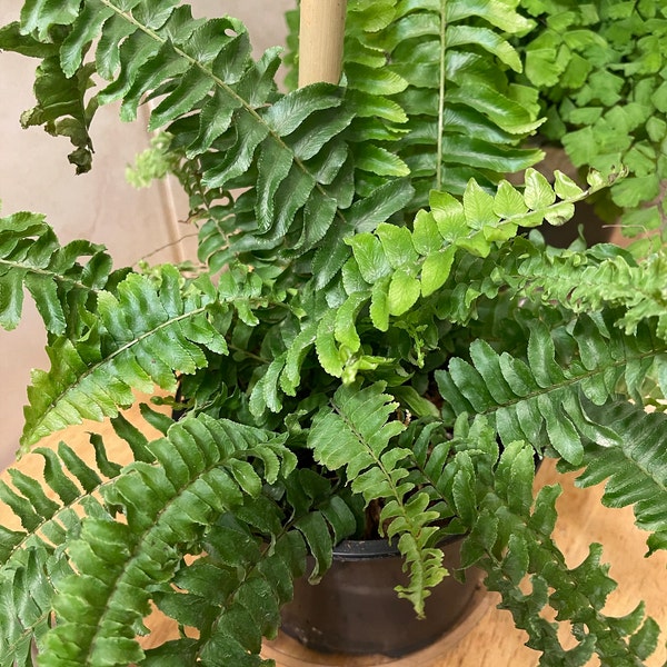Boston Fern 'compacta' in 4" or 6” Inch Pot - Live Fern- Indoor ...