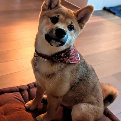 3D Kumo: Japanese Premium Origami Adult Face Mask Black & Gold Cloud ...