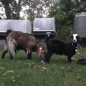 Solid Color BREAKAWAY Safety Dog Goat Pig Sheep Collar Many - Etsy